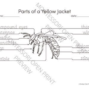 Montessori 3 Part Cards- Parts of a Yellow Jacket(wasp) - Etsy