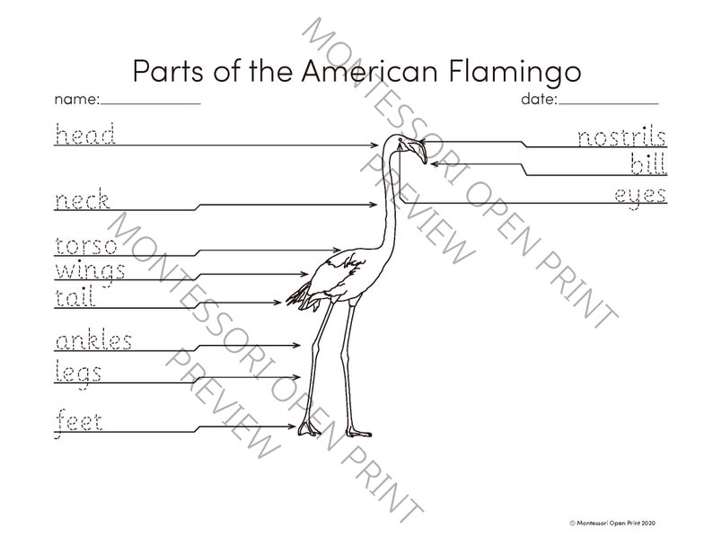 Montessori 3 Part Cards Parts of the American Flamingo - Etsy Hong Kong