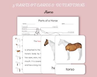 Montessori 3 Part Cards and Definitions Parts of the Dicot Flower ...