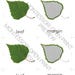 Montessori 3 Part Cards and Definition Cards Parts of a Leaf - Etsy