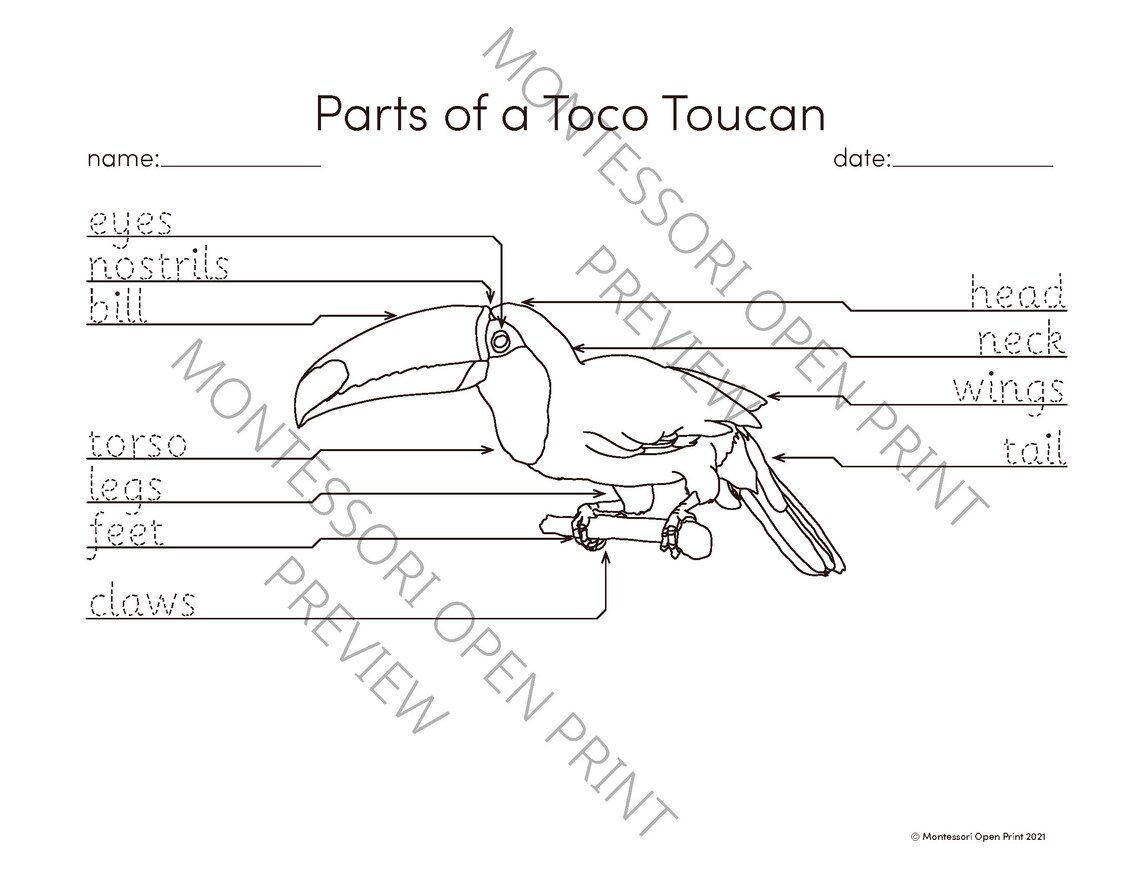 Montessori 3 Part Cards Parts of a Toco Toucan - Etsy