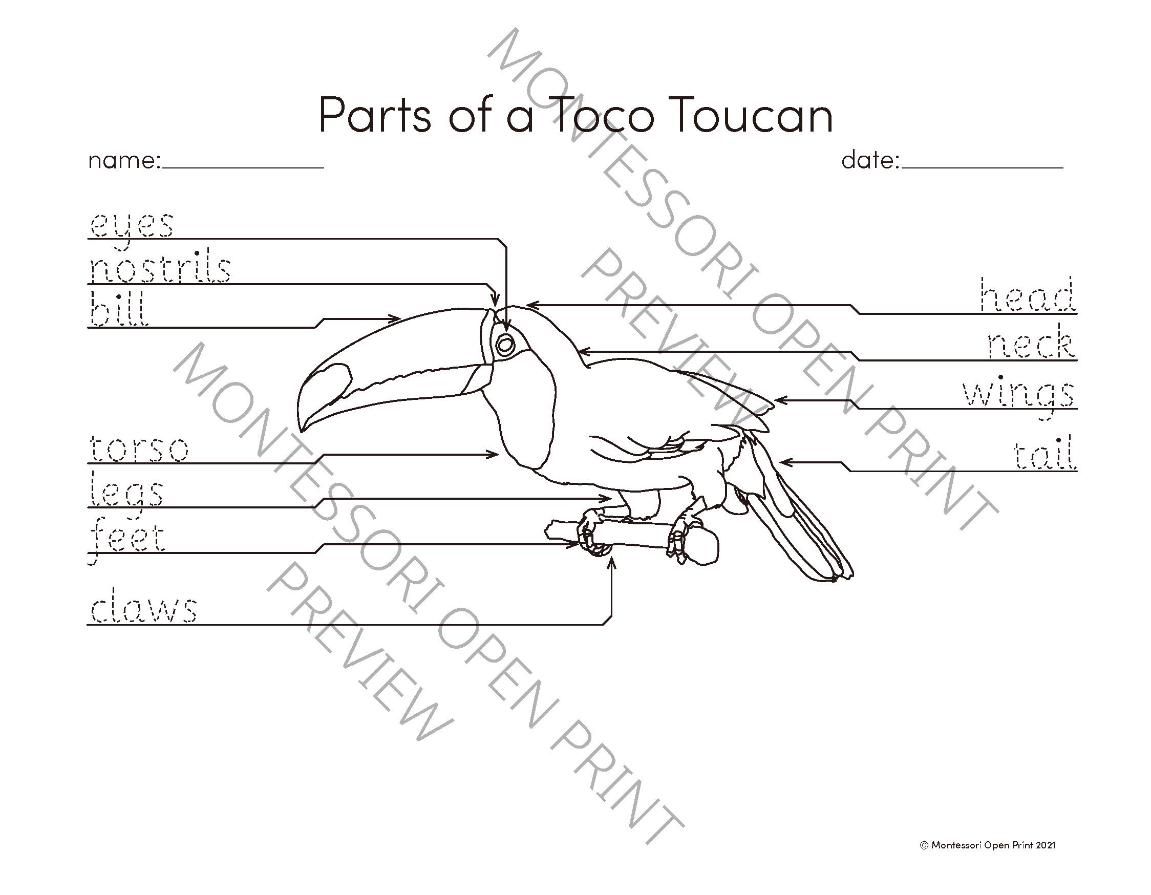 Montessori 3 Part Cards Parts of a Toco Toucan - Etsy