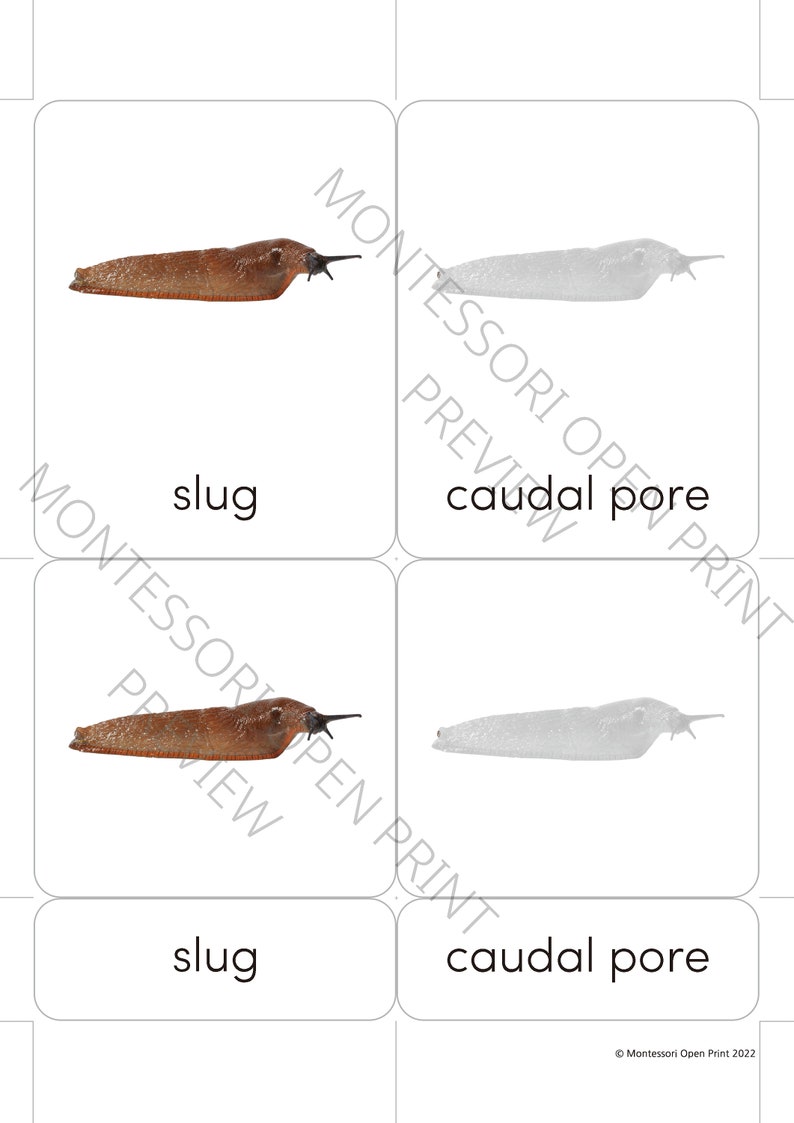 Montessori 3 Part Cards Parts of a Slug - Etsy