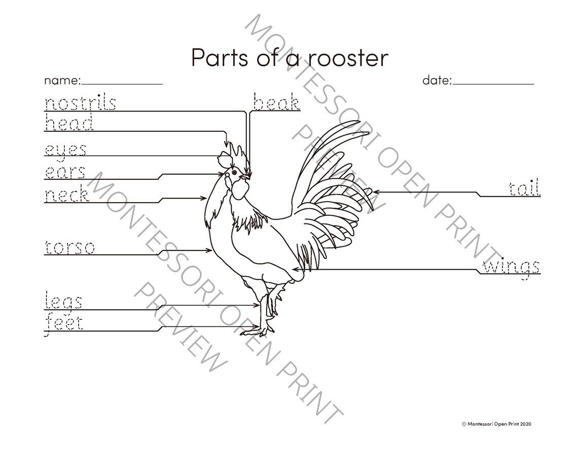 Montessori 3 Part Cards Parts of a Rooster | Etsy