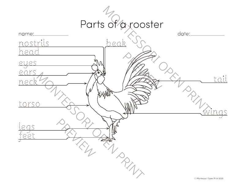 Montessori 3 Part Cards Parts of a Rooster | Etsy
