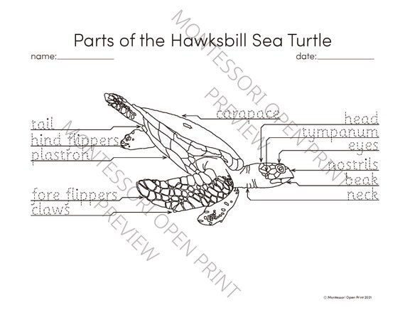 Hawksbill Sea Turtle Diagram