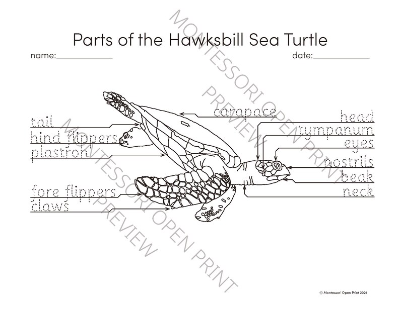 Montessori 3 Part Cards Parts of the Hawksbill Sea Turtle - Etsy
