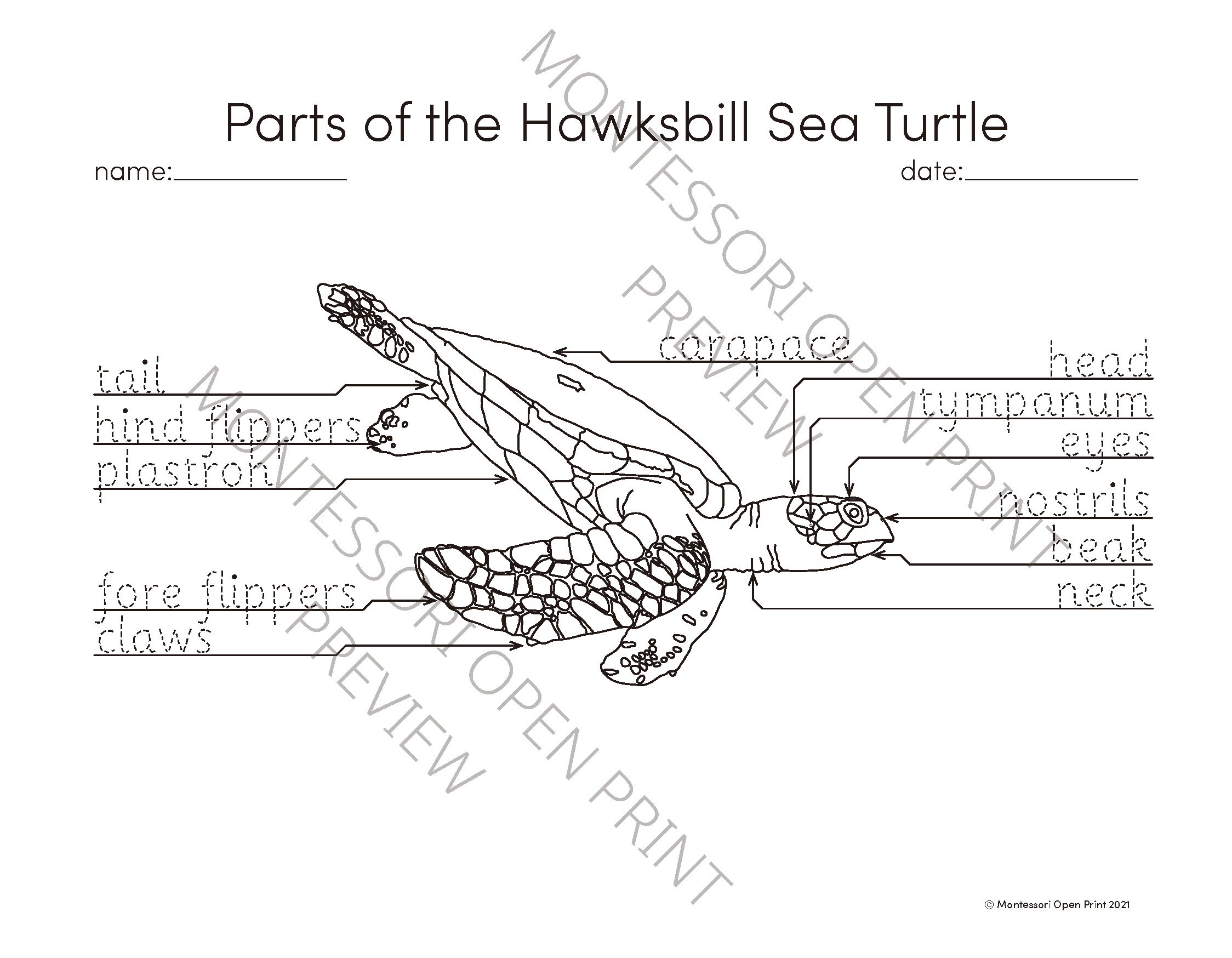 Montessori 3 Part Cards Parts of the Hawksbill Sea Turtle - Etsy