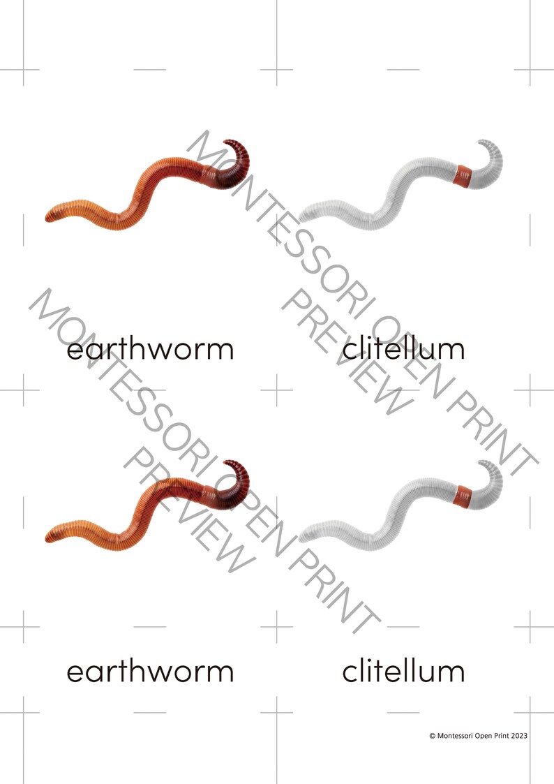 Montessori 3 Part Cards and Definitions Parts of the Earthworm - Etsy