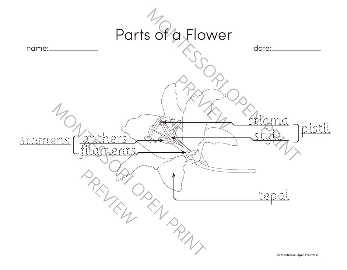 Montessori 3 Part Cards and Definitions Parts of the Monocot - Etsy Canada