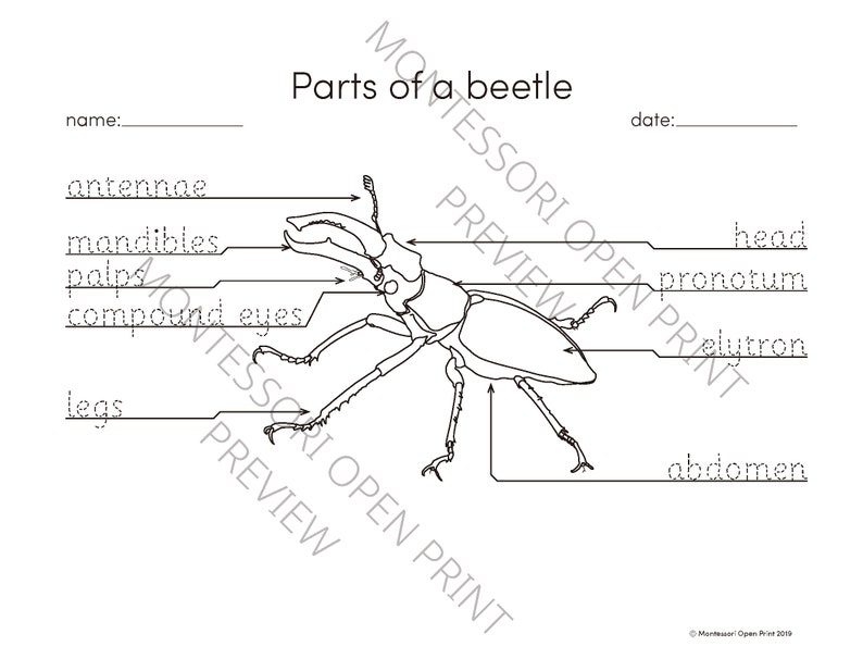 Montessori 3 Part Cards- Parts of a Beetle - Etsy