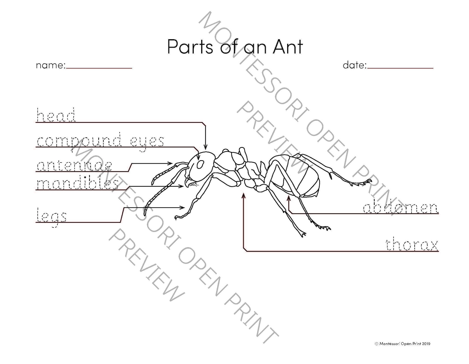 Montessori 3 Part Cards- Parts of an Ant - Etsy
