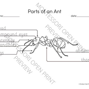 Montessori 3 Part Cards- Parts of an Ant - Etsy