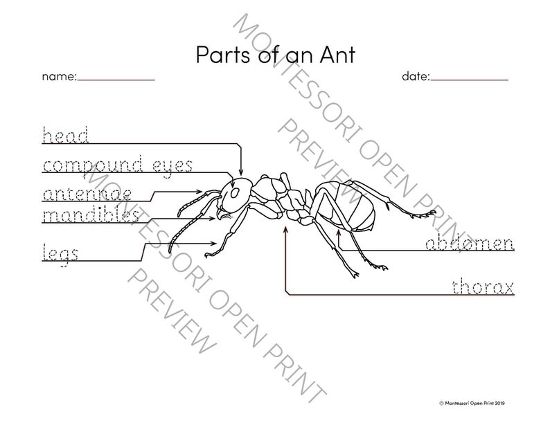 Montessori 3 Part Cards- Parts of an Ant - Etsy