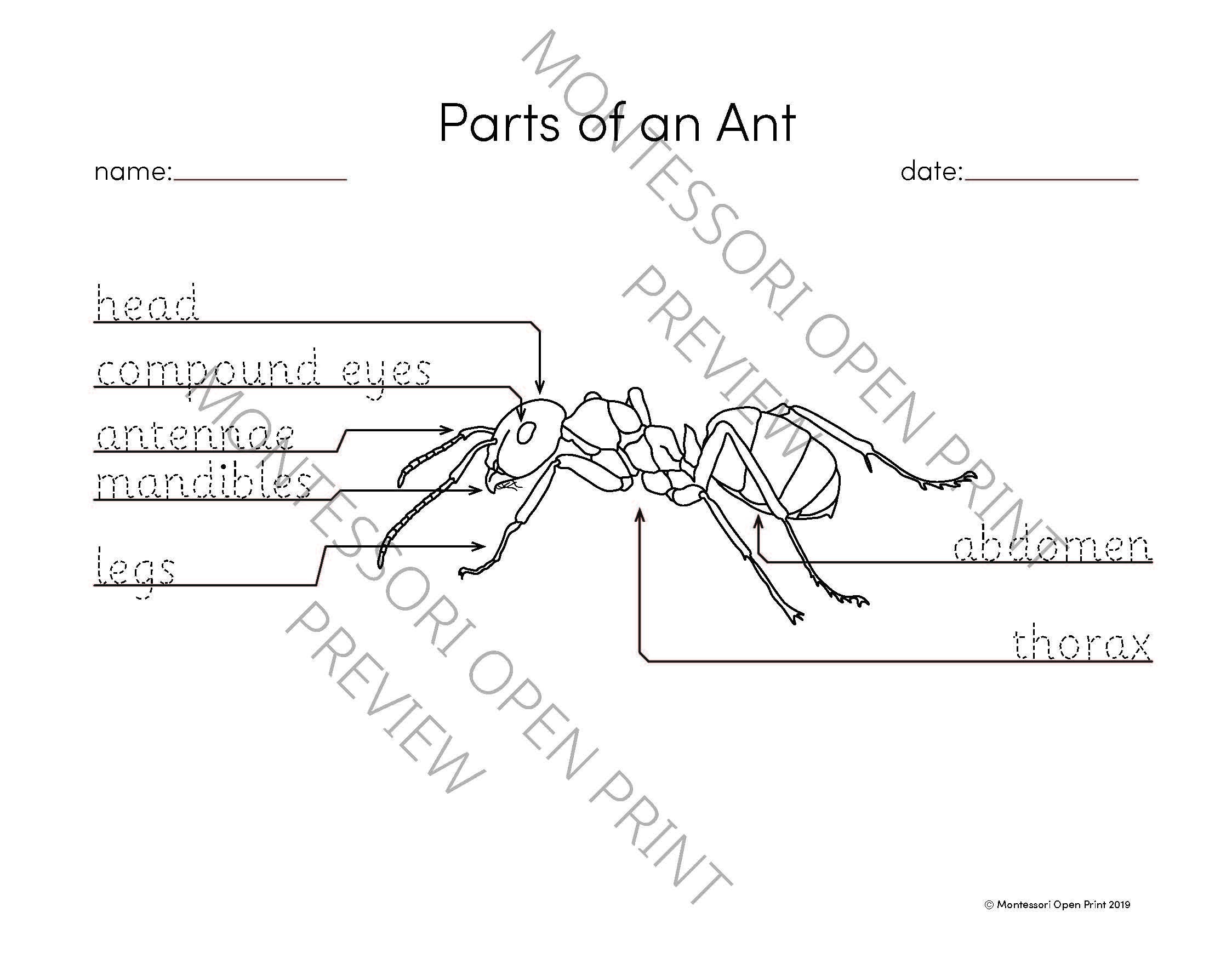 Montessori 3 Part Cards- Parts of an Ant - Etsy