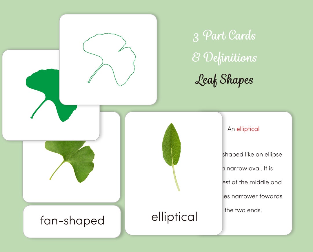 Montessori 3 Part Cards and Definitions Leaf Shapes - Etsy