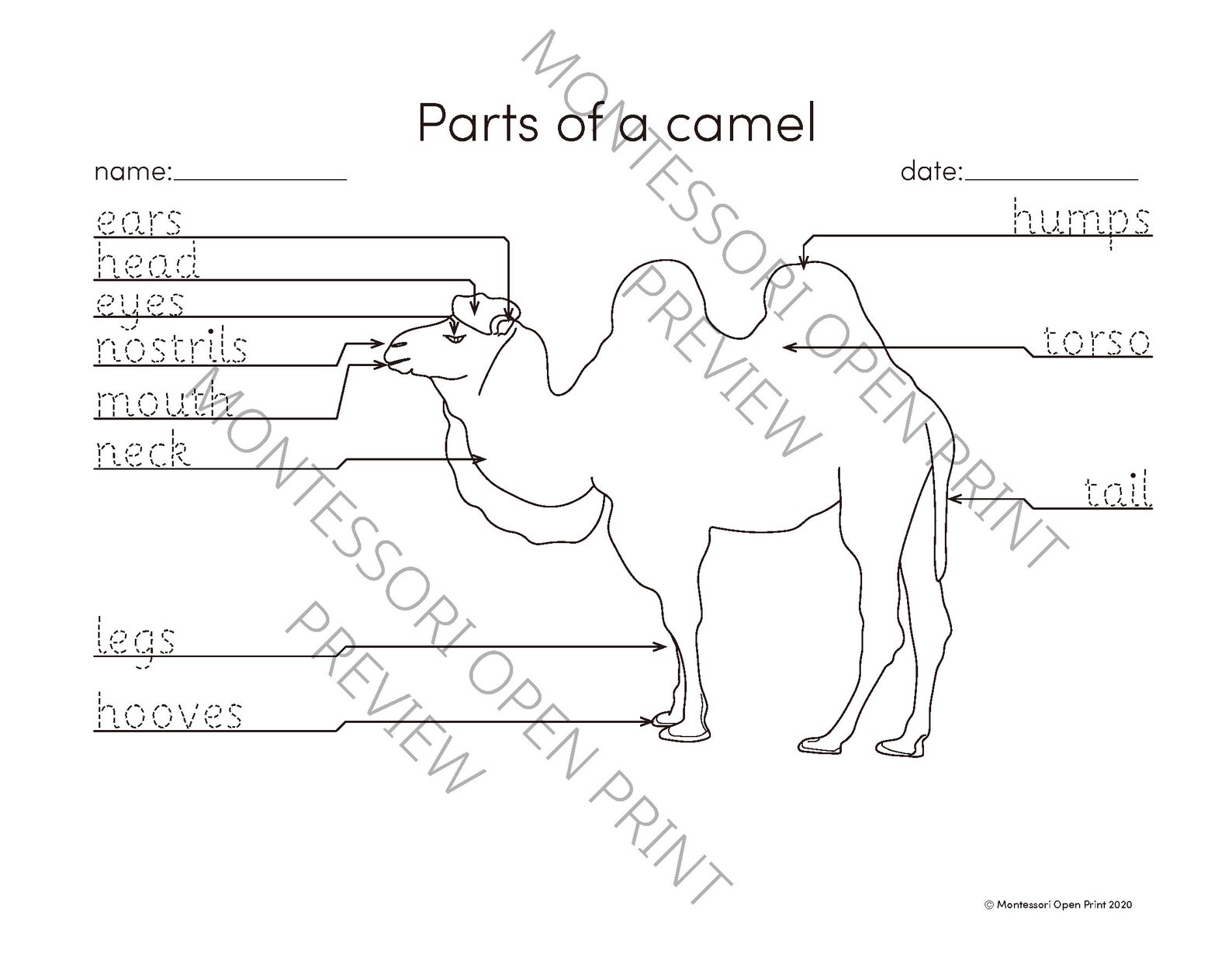 Montessori 3 Part Cards Parts of a Camelbactrian - Etsy