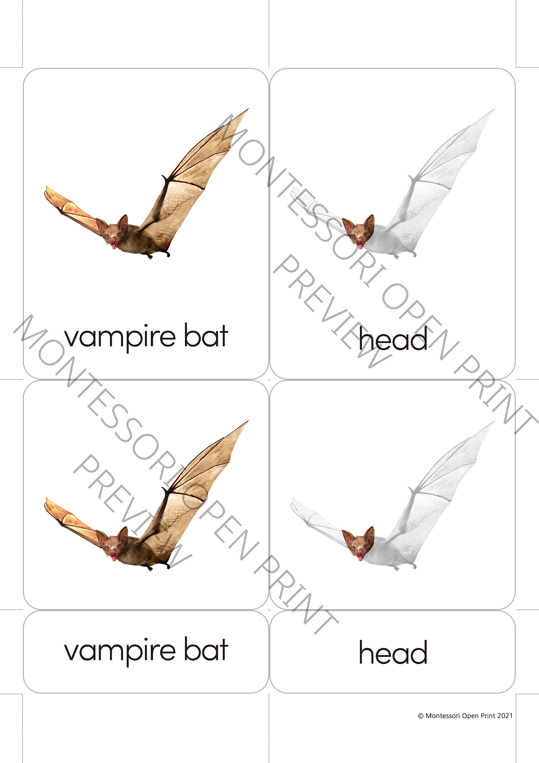 Montessori 3 Part Cards- Parts of a Vampire Bat - Etsy