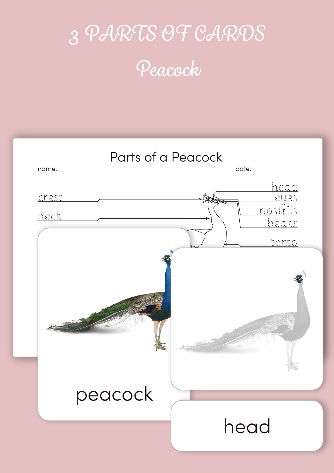 Montessori 3 Part Cards Parts of a Peacock - Etsy