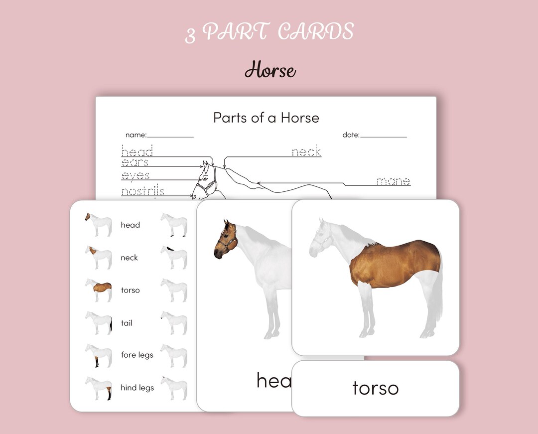 Montessori 3 Part Cards - Parts of a Horse - Etsy Canada