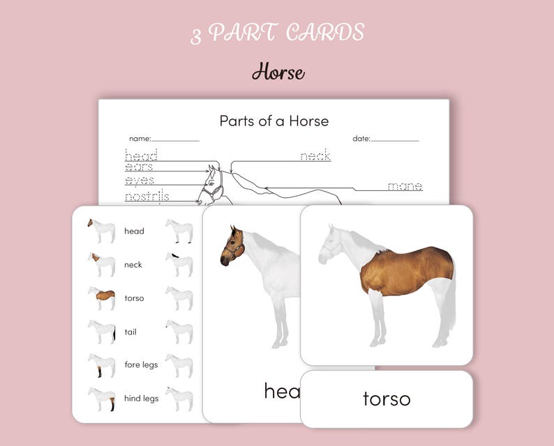 Montessori 3 Part Cards - Parts of a Horse - Etsy Canada