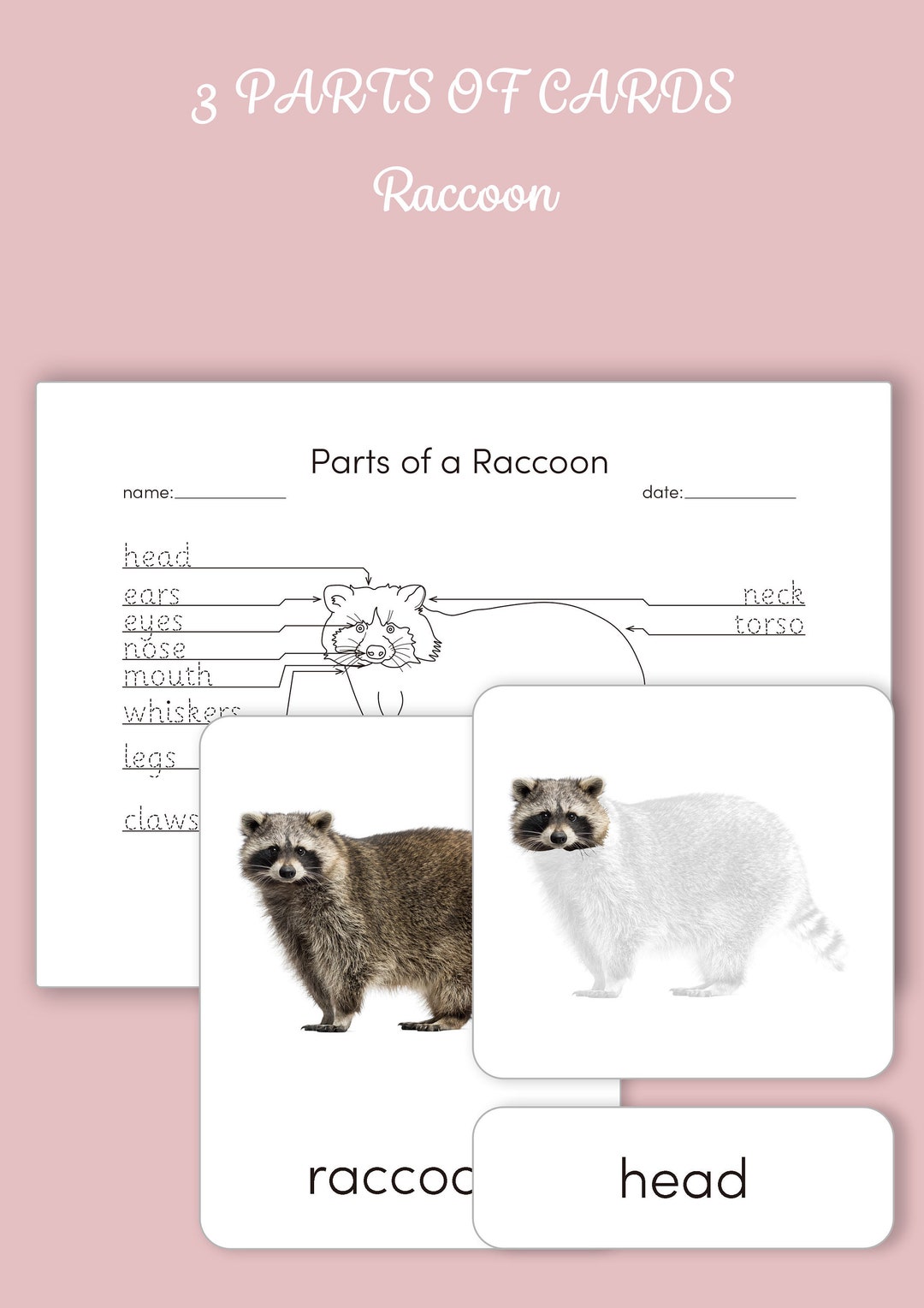 Montessori 3 Part Cards - Parts of a Raccoon - Etsy