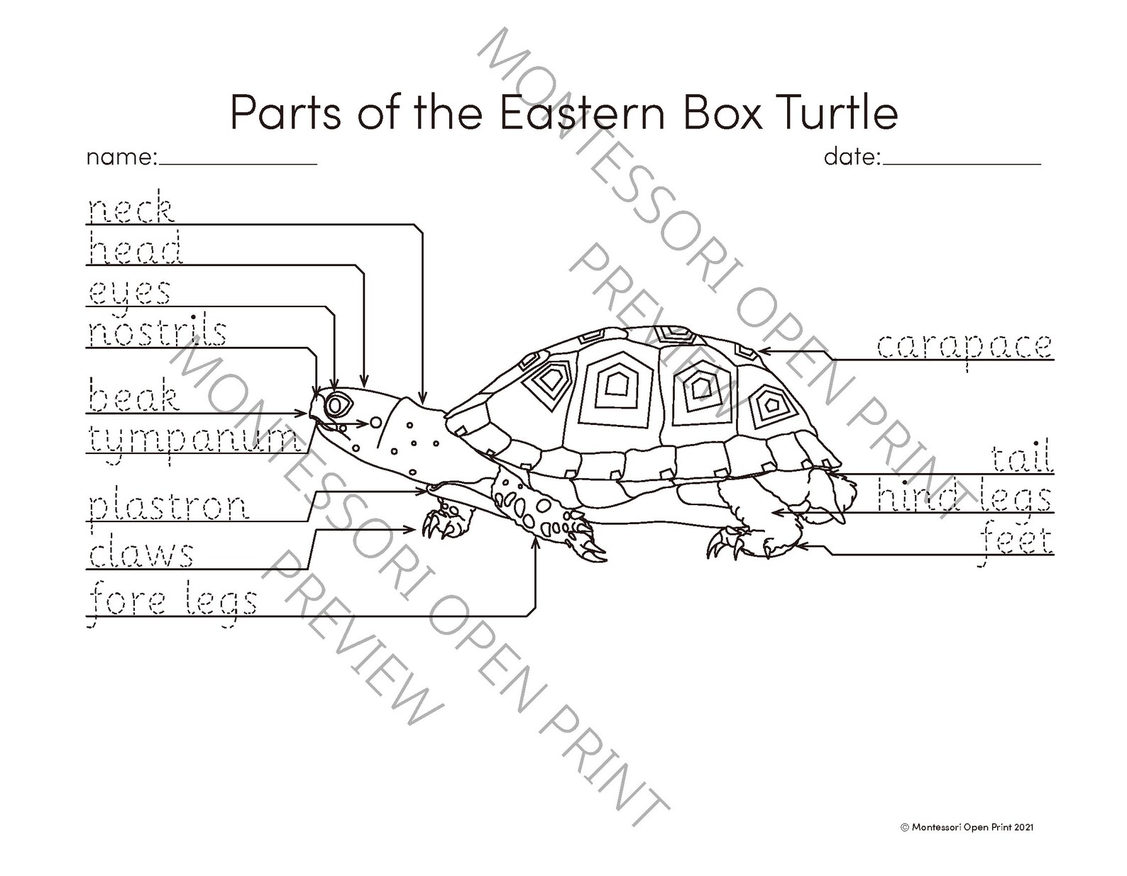 Montessori 3 Part Cards Parts of the Eastern Box Turtle - Etsy