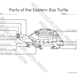 Montessori 3 Part Cards Parts of the Eastern Box Turtle - Etsy