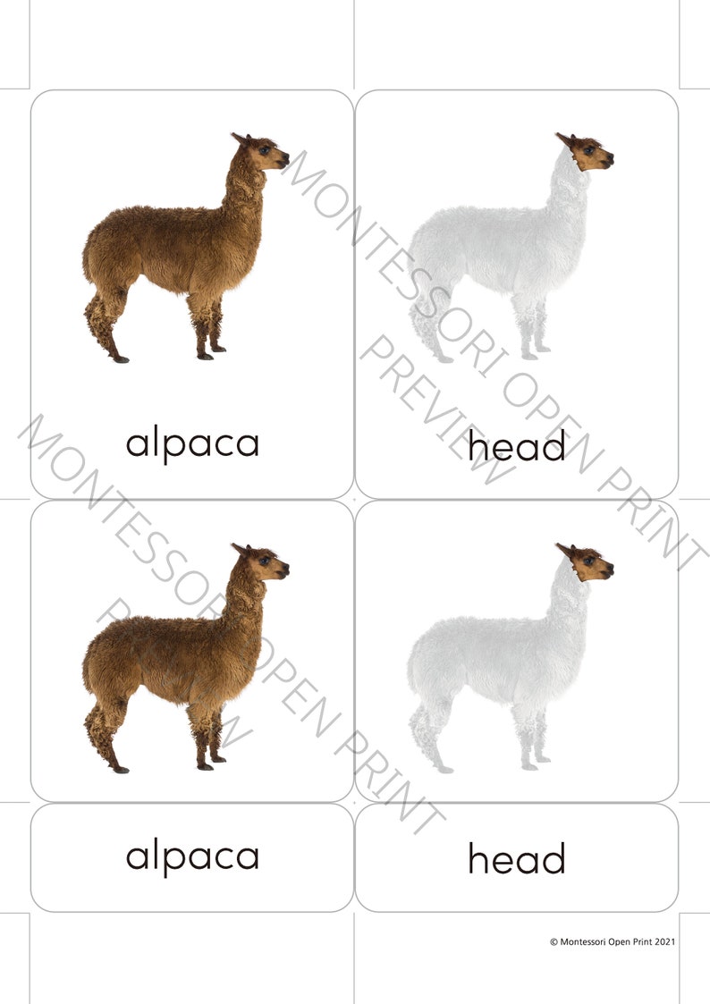 Montessori 3 Part Cards- Parts of an Alpaca - Etsy