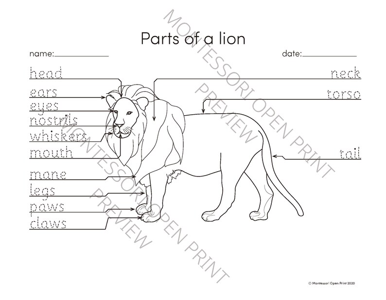 Montessori 3 Part Cards Parts of a Lion | Etsy