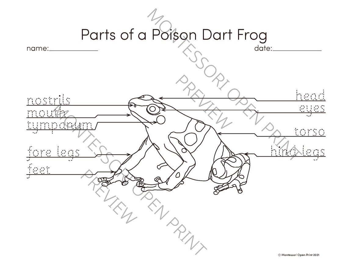 Montessori 3 Part Cards Parts of a Poison Dart Frog - Etsy