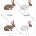 Montessori 3 Part Cards Parts of a Rabbit - Etsy