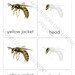Montessori 3 Part Cards- Parts of a Yellow Jacket(wasp) - Etsy