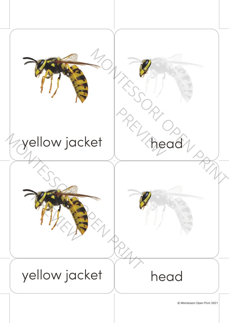 Montessori 3 Part Cards- Parts of a Yellow Jacket(wasp) - Etsy