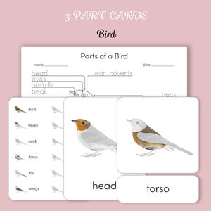 Montessori 3 Part Cards Parts of a Bird - Etsy
