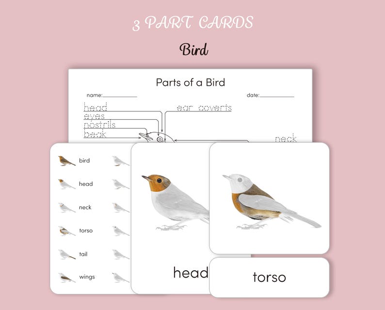 Montessori 3 Part Cards Parts of a Bird - Etsy