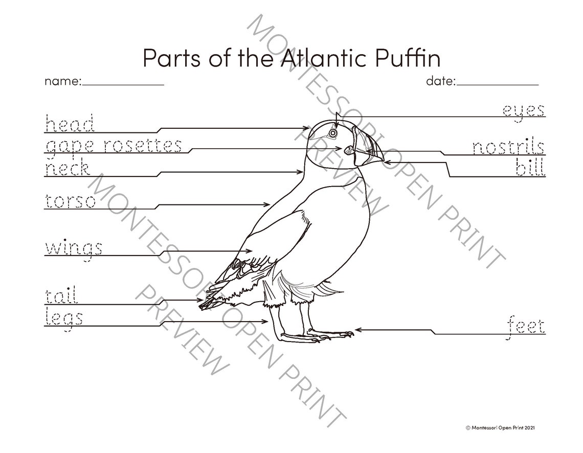 Montessori 3 Part Cards Parts of the Atlantic Puffin - Etsy