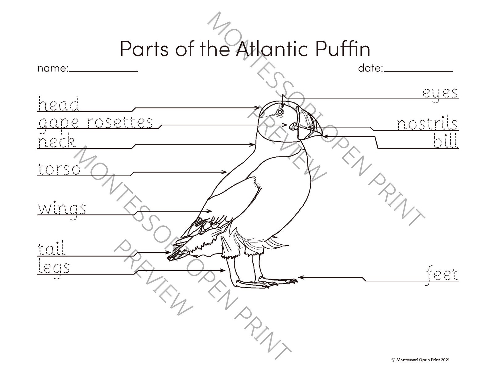 Montessori 3 Part Cards Parts of the Atlantic Puffin - Etsy