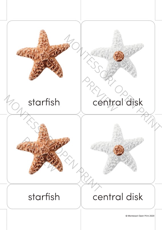 Diagrama De Estrella De Mar Para Niños
