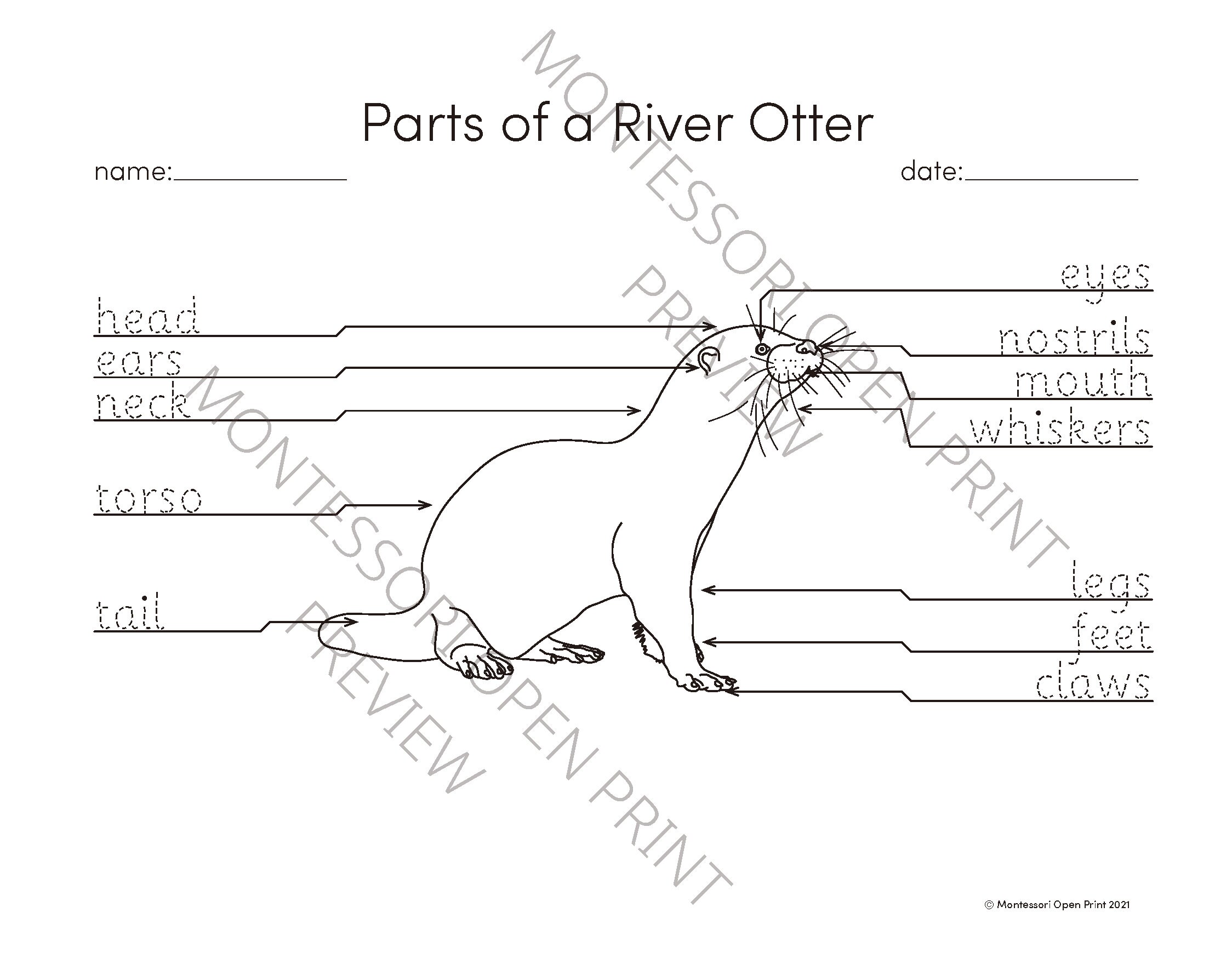 Montessori 3 Part Cards Parts of a River Otter - Etsy