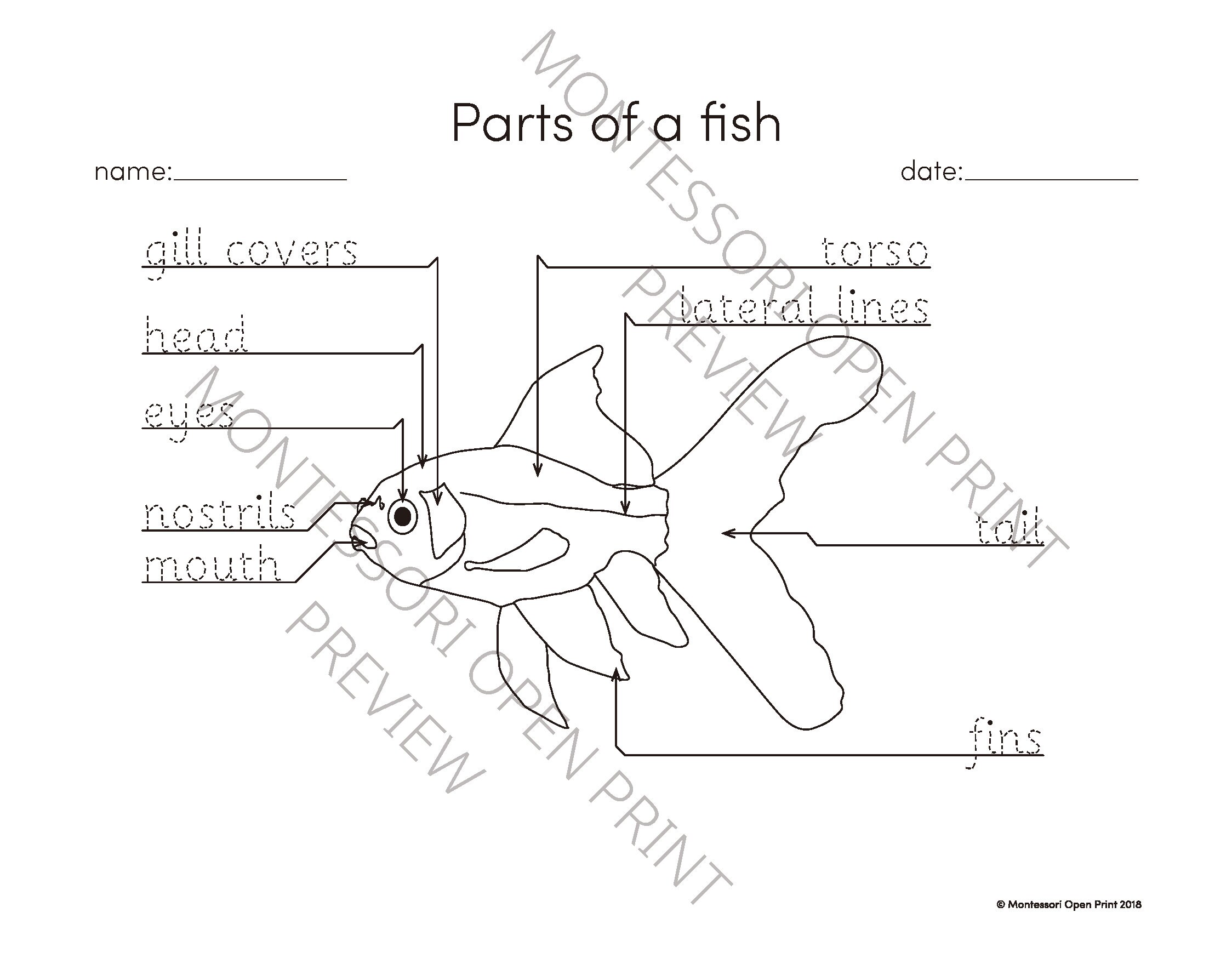Montessori 3 Part Cards Parts of a Fish | Etsy