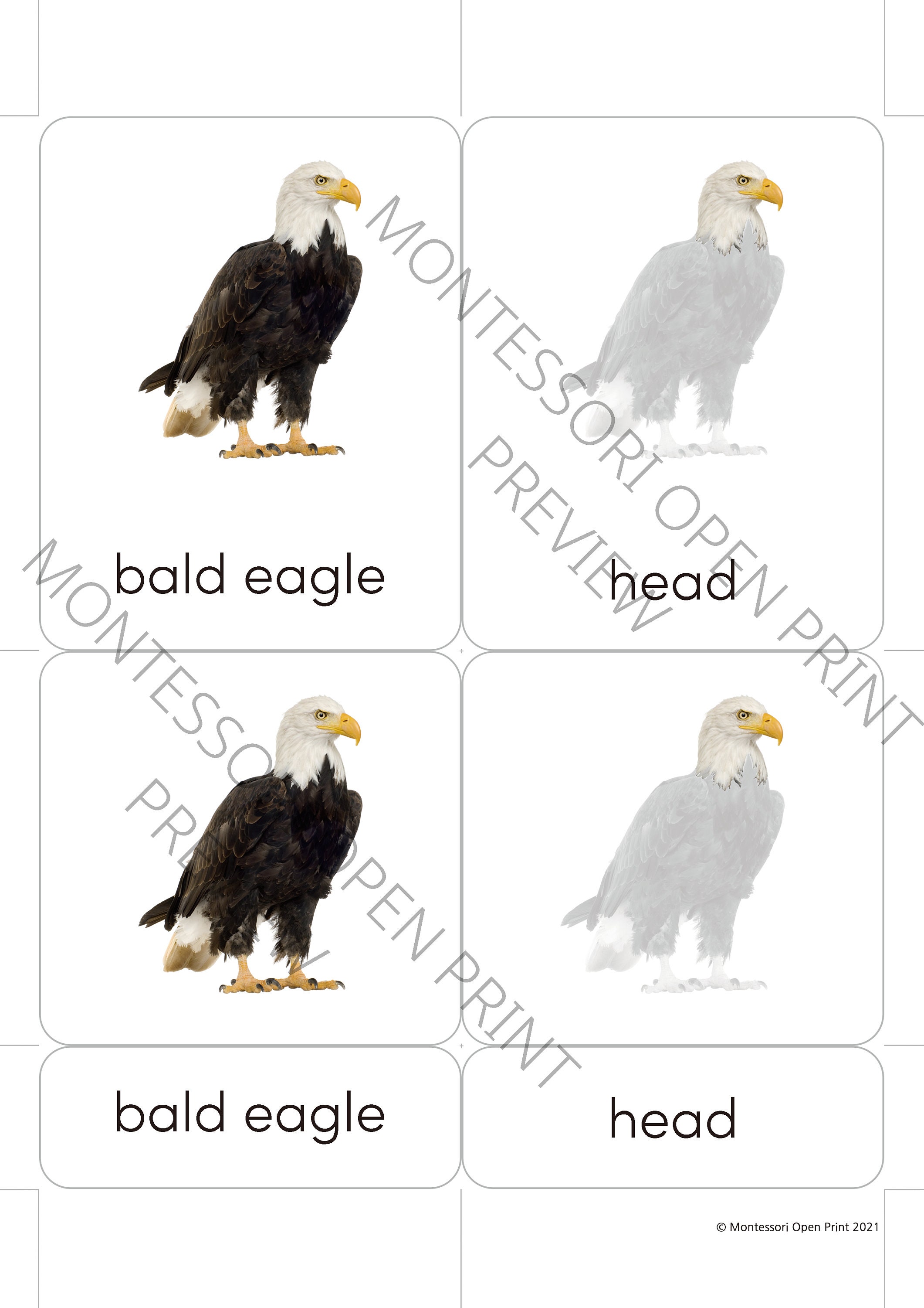 Montessori 3 Part Cards - Parts of a Bald Eagle - Etsy