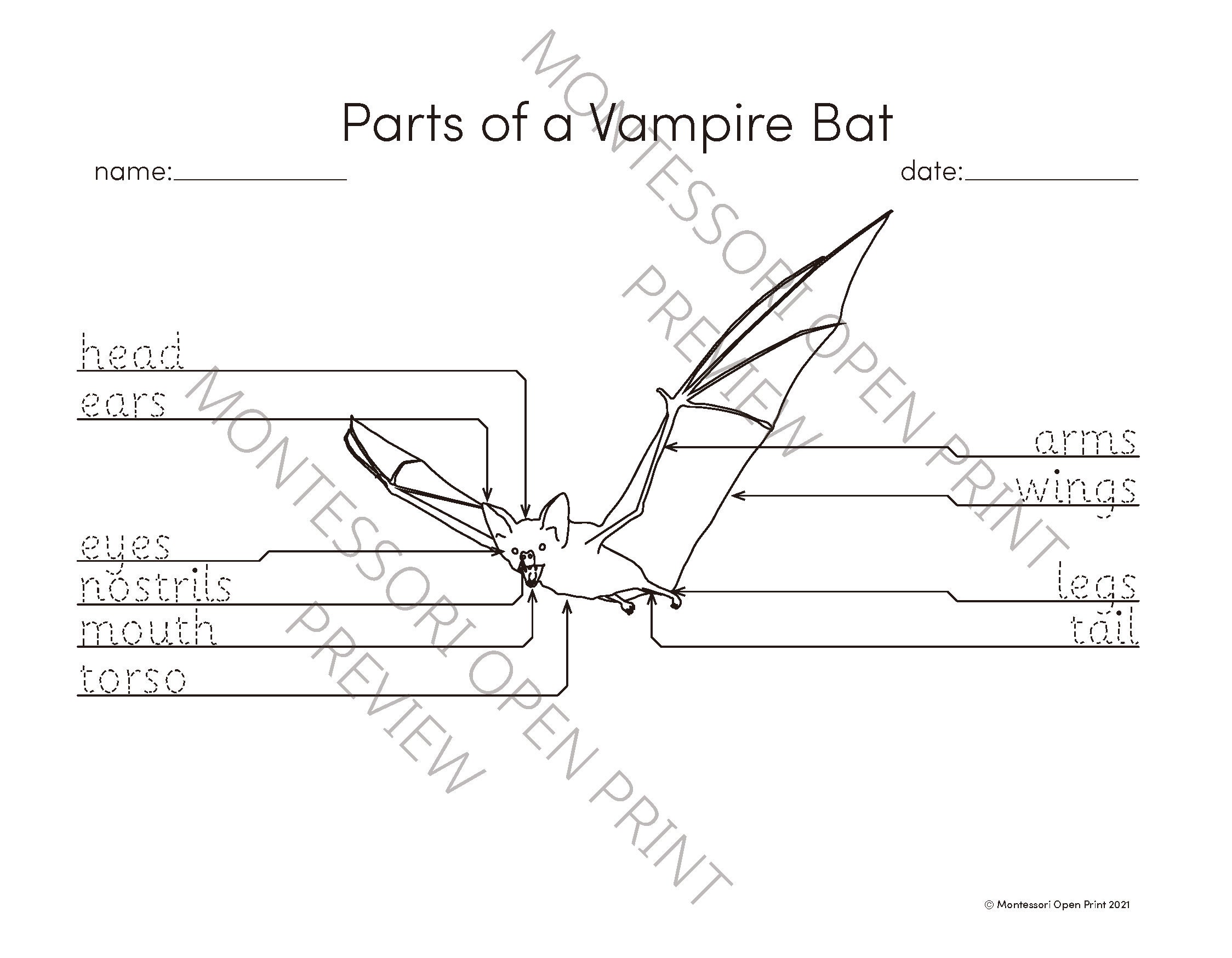 Montessori 3 Part Cards- Parts of a Vampire Bat - Etsy