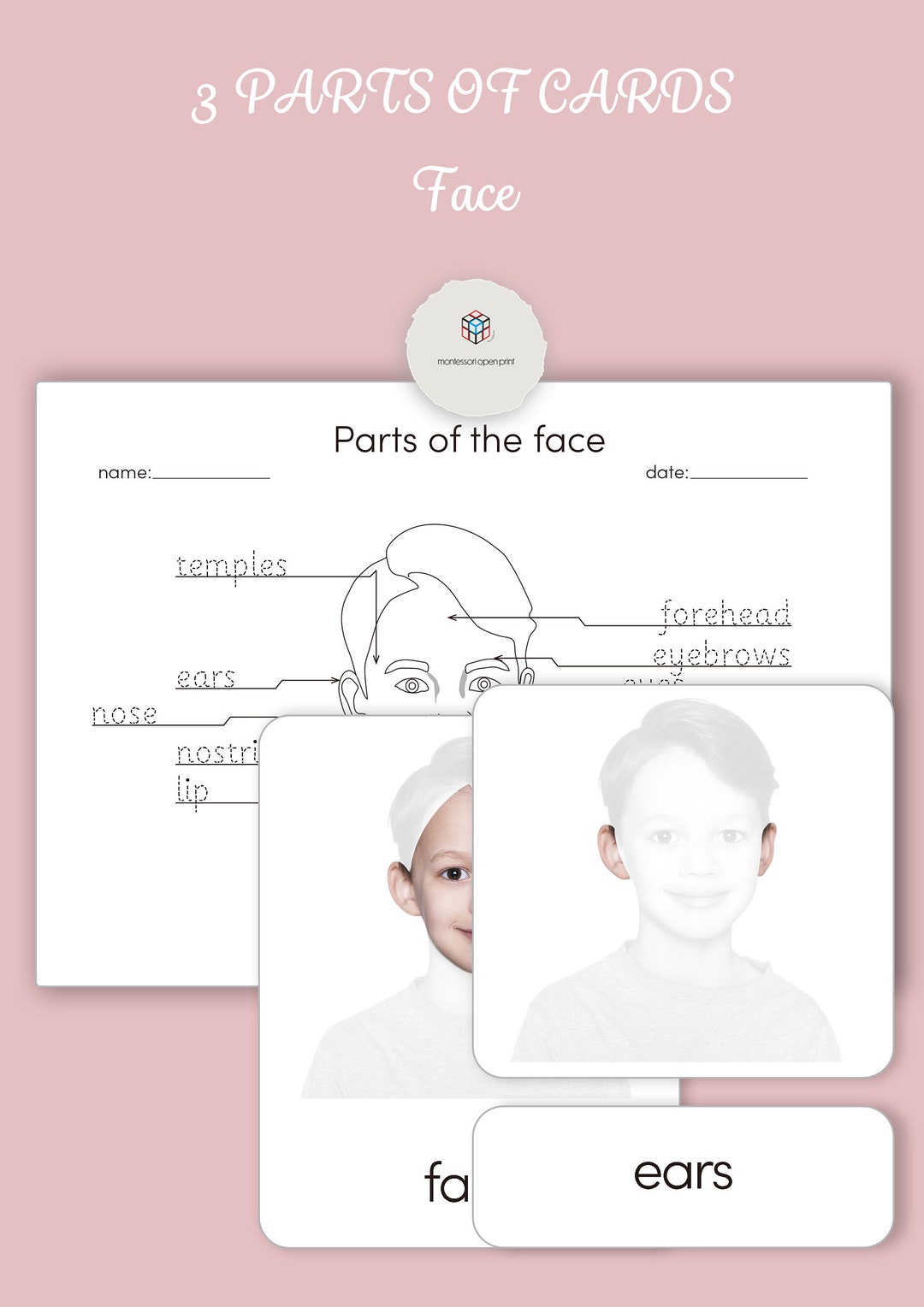 Montessori 3 Part Cards Parts of the Face - Etsy