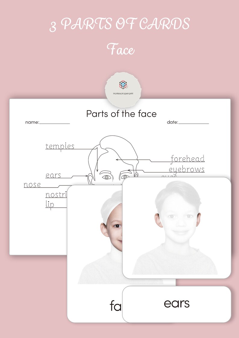Montessori 3 Part Cards Parts of the Face - Etsy