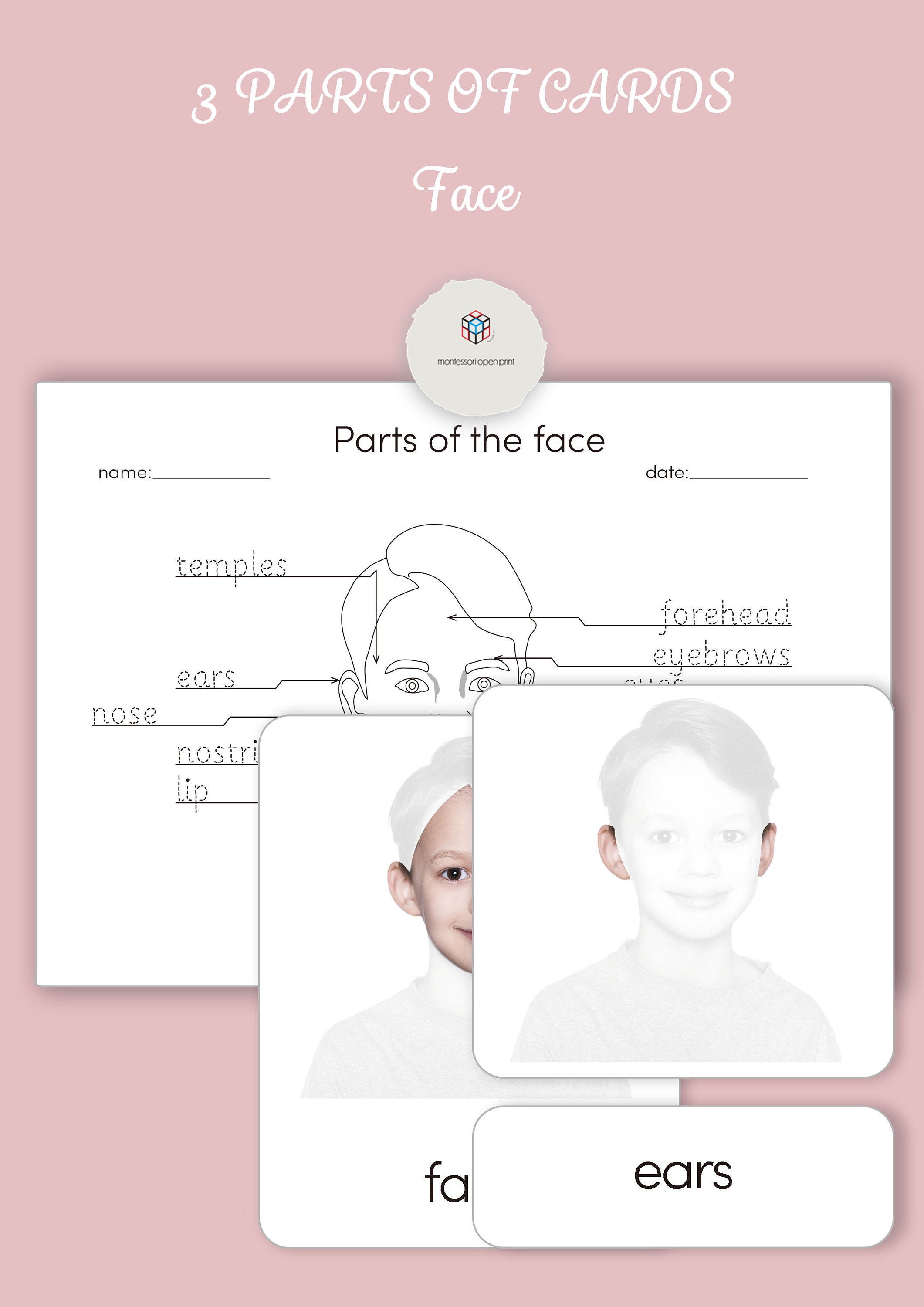 Montessori 3 Part Cards Parts of the Face - Etsy