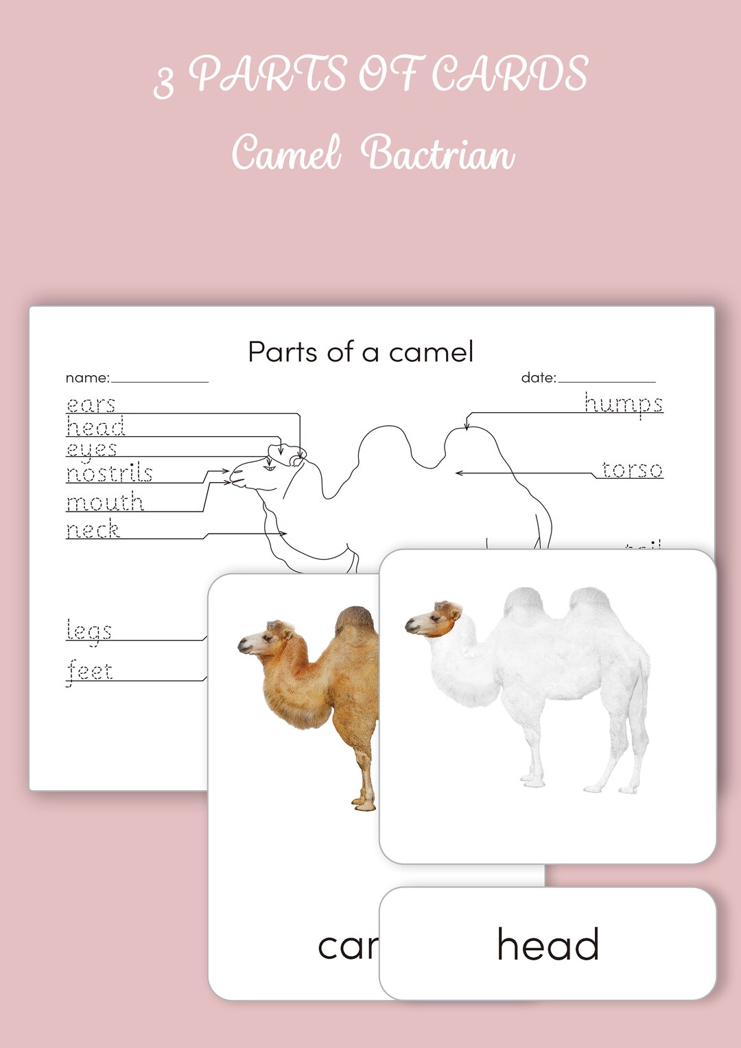 Montessori 3 Part Cards Parts of a Camelbactrian - Etsy