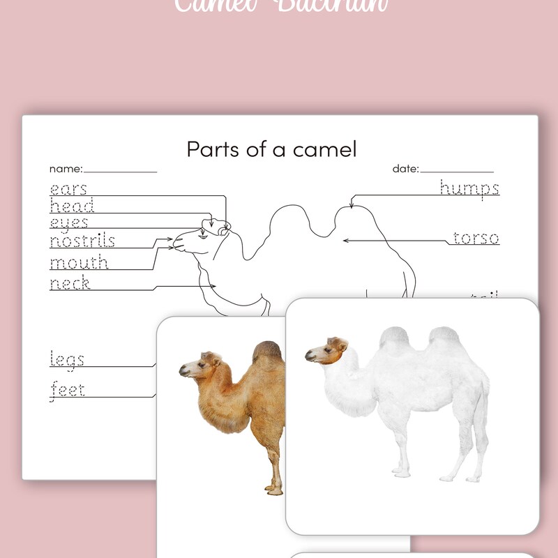 montessoriopenprint - Etsy