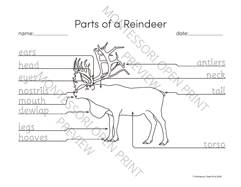 Montessori 3 Part Cards- Parts of a Reindeer - Etsy