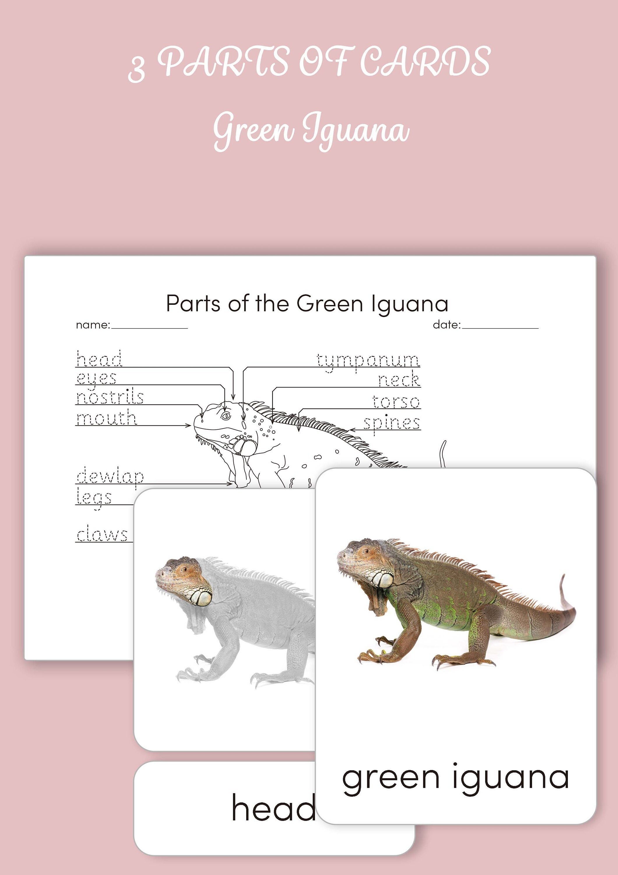 Montessori 3 Part Cards Parts of a Green Iguana - Etsy